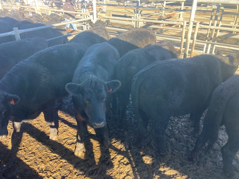 Glenburnie Market Report 22/5/24 - Miller Whan & John