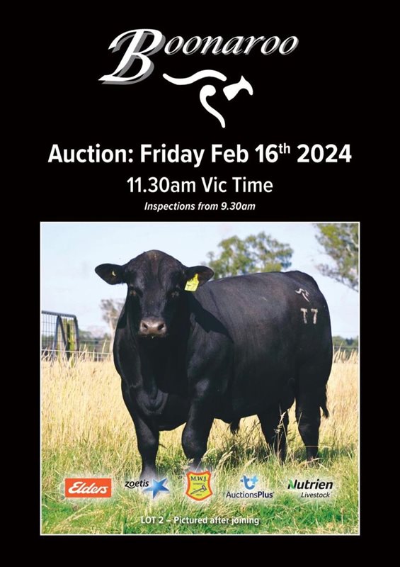 Glenburnie Livestock Report 14/2/24 - Miller Whan & John
