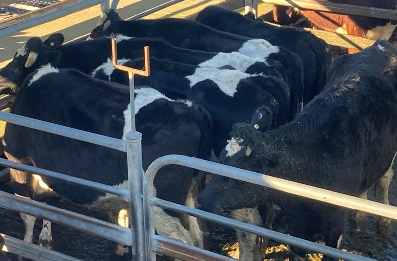Glenburnie Livestock Report 17/5/23 - Miller Whan & John