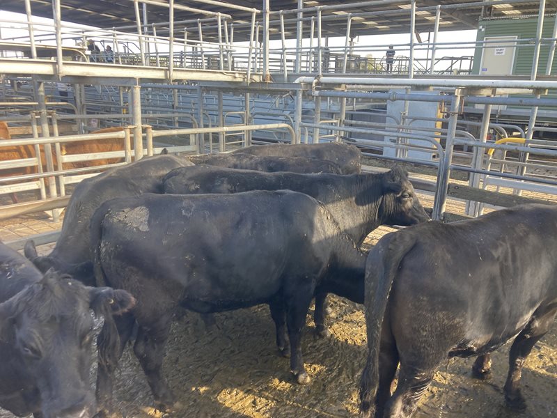 Glenburnie Market Report 15/3/23 - Miller Whan & John