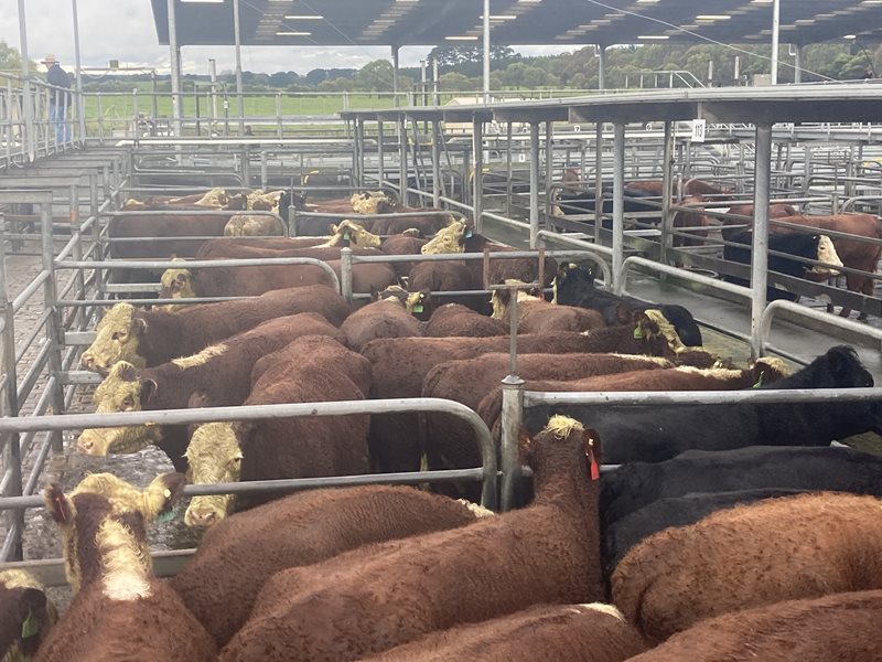Glenburnie Livestock Report 7/6/23 - Miller Whan & John