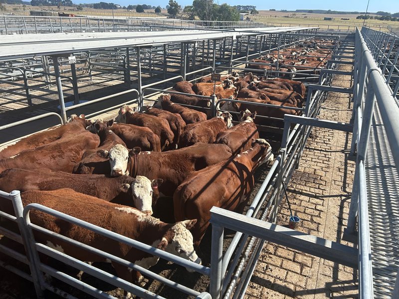 Glenburnie Livestock Report 6/3/2024 - Miller Whan & John